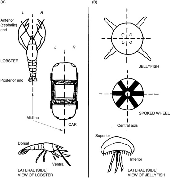 Science Blog - 5th Year: INVERTEBRATE ANIMALS