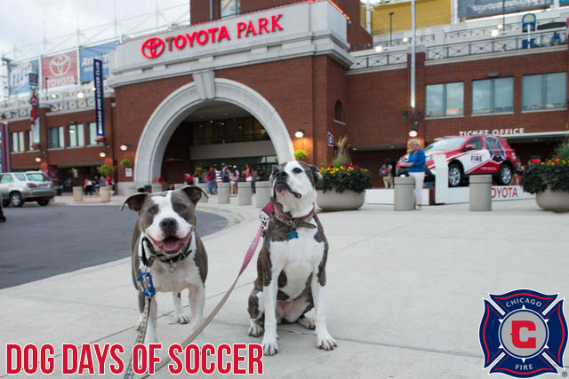 Two Pitties in the City: Things to Do in Chicago with Dogs: Miss M and ...