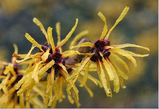 Il giardino delle Naiadi: INCONFONDIBILE PROFUMO DI HAMAMELIS