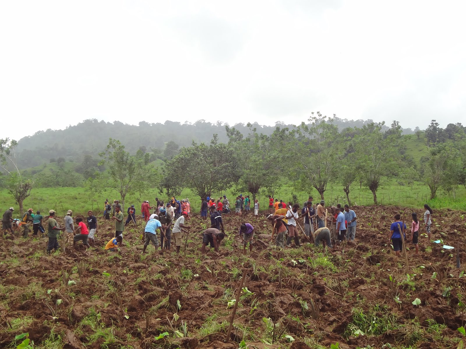 in the land of hibiscus: Lutu