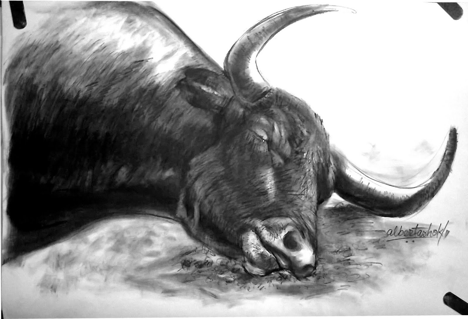 CHARCOAL DRAWING for SALE and Review: Char coal works : Bull June 2011