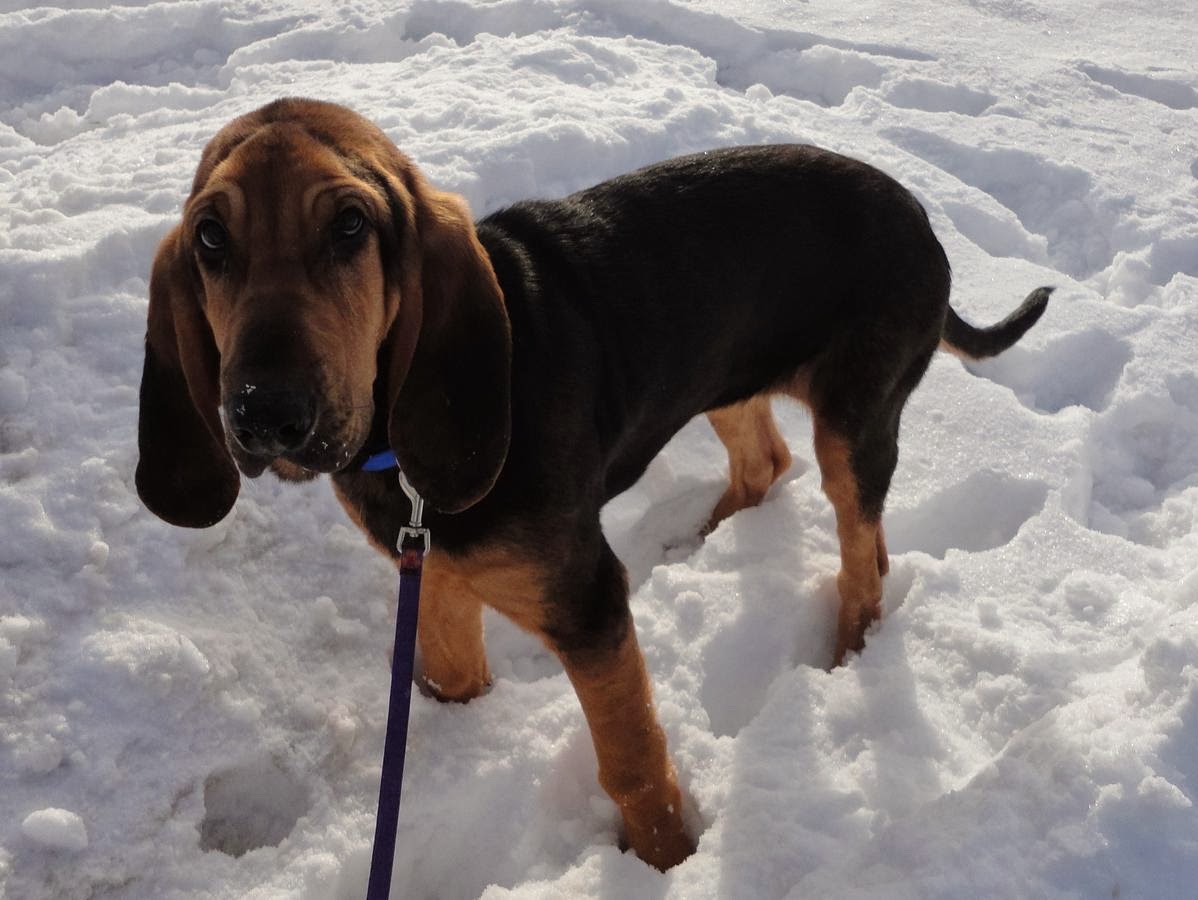 Lovely Rescued Female 5 Month Old Bloodhound Purebred | Puppies For Sale
