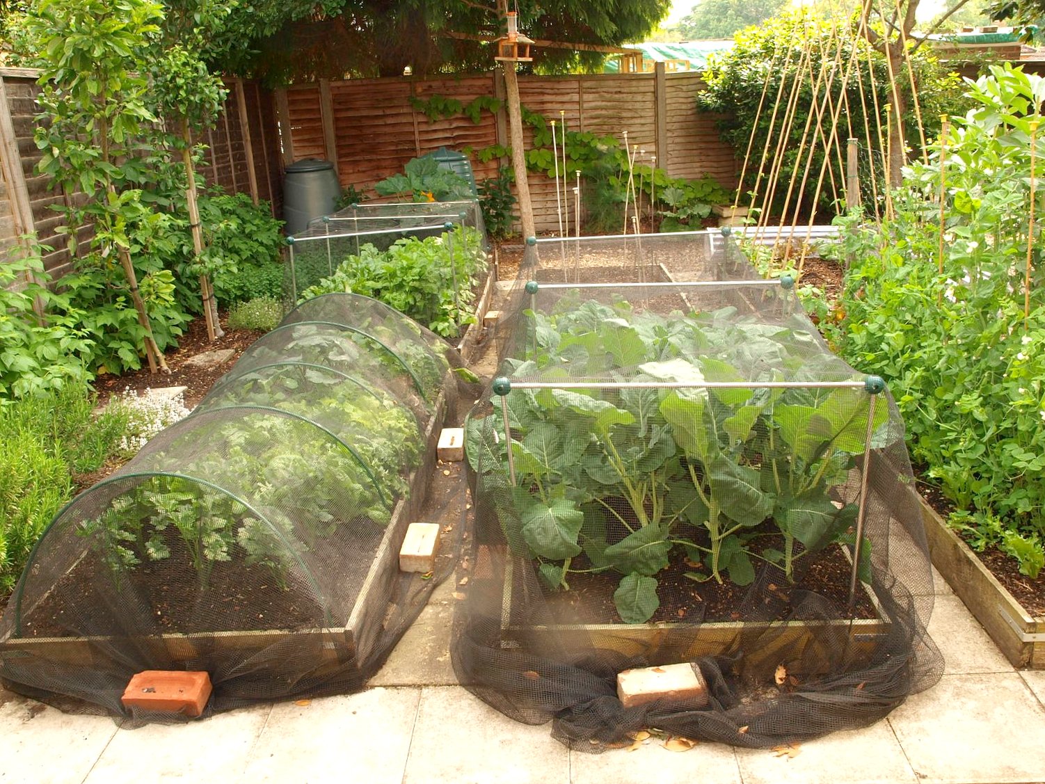 Mark's Veg Plot: Gardening advice for Beginners - Part 1