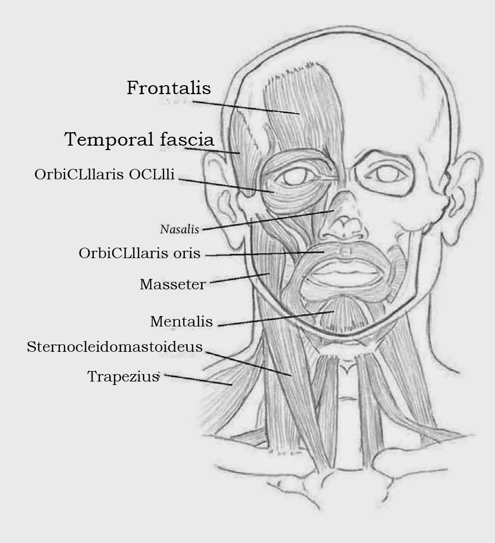 Human Neck Coloring Pages