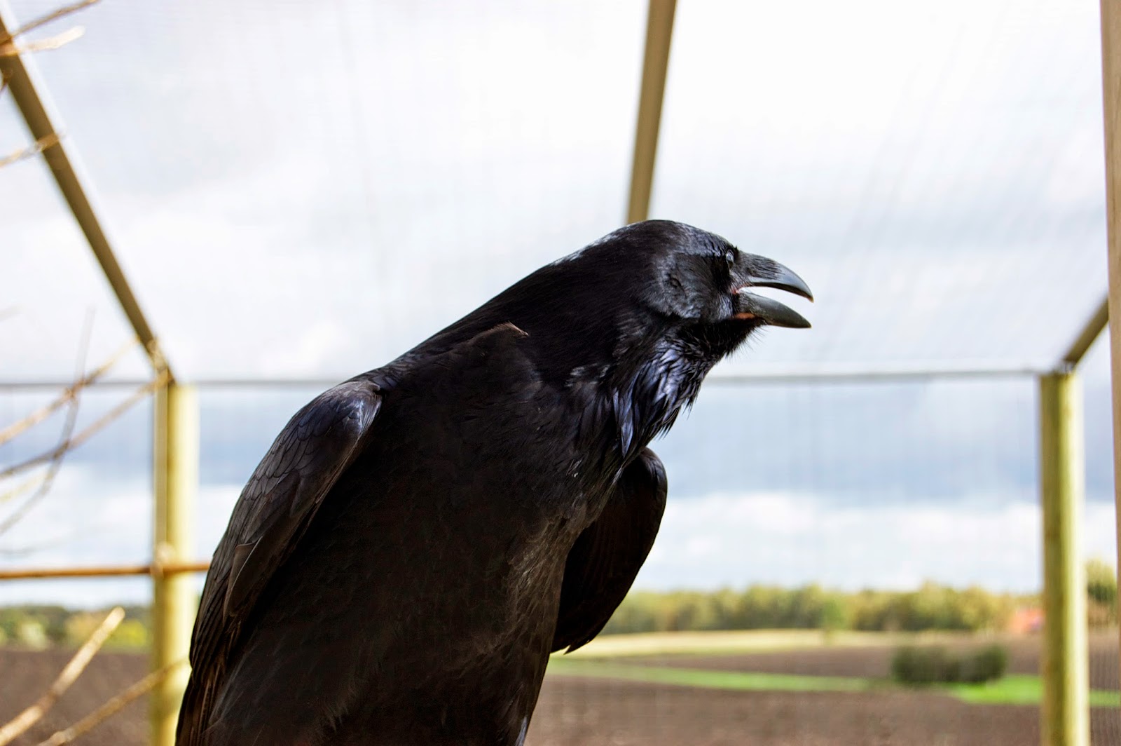 Korpgluggen: Beautiful ravens