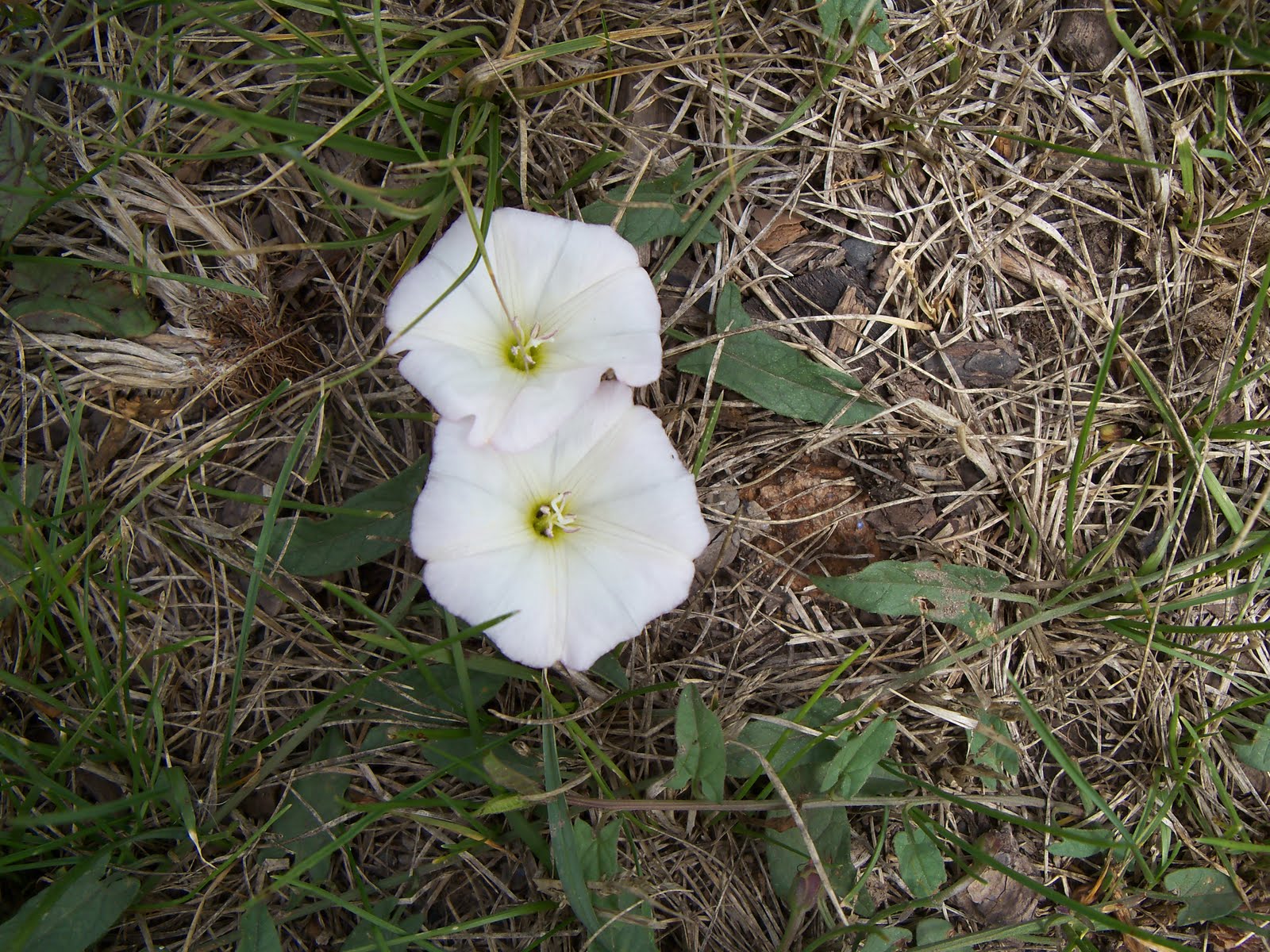 Tumbleweed Crossing: Wild Flowers in the Mountains