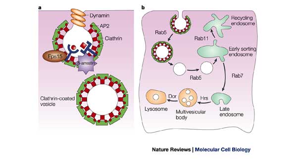 techno-science: Cell Structure and Function