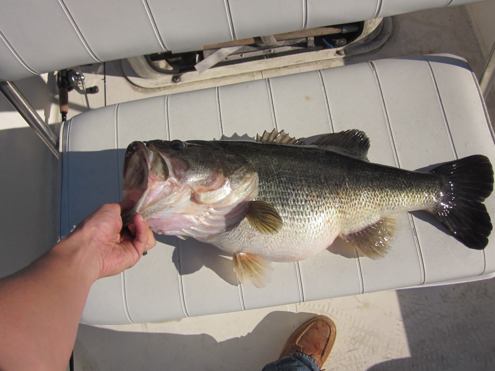 Ten Pound Bass Quest