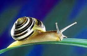 BioBlog: Van dril tot kikker