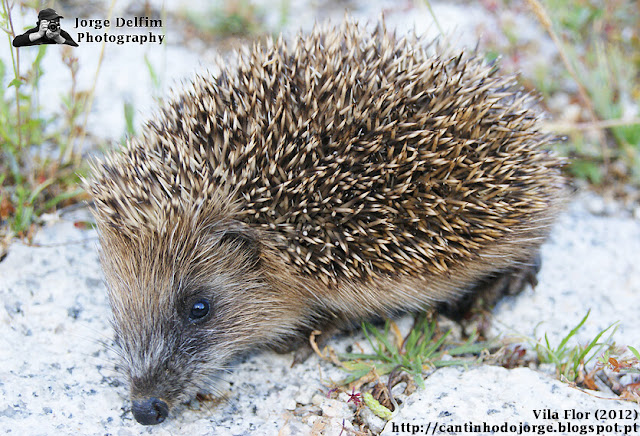 O CANTINHO DO JORGE: Ouriço-cacheiro/Porco-espinho