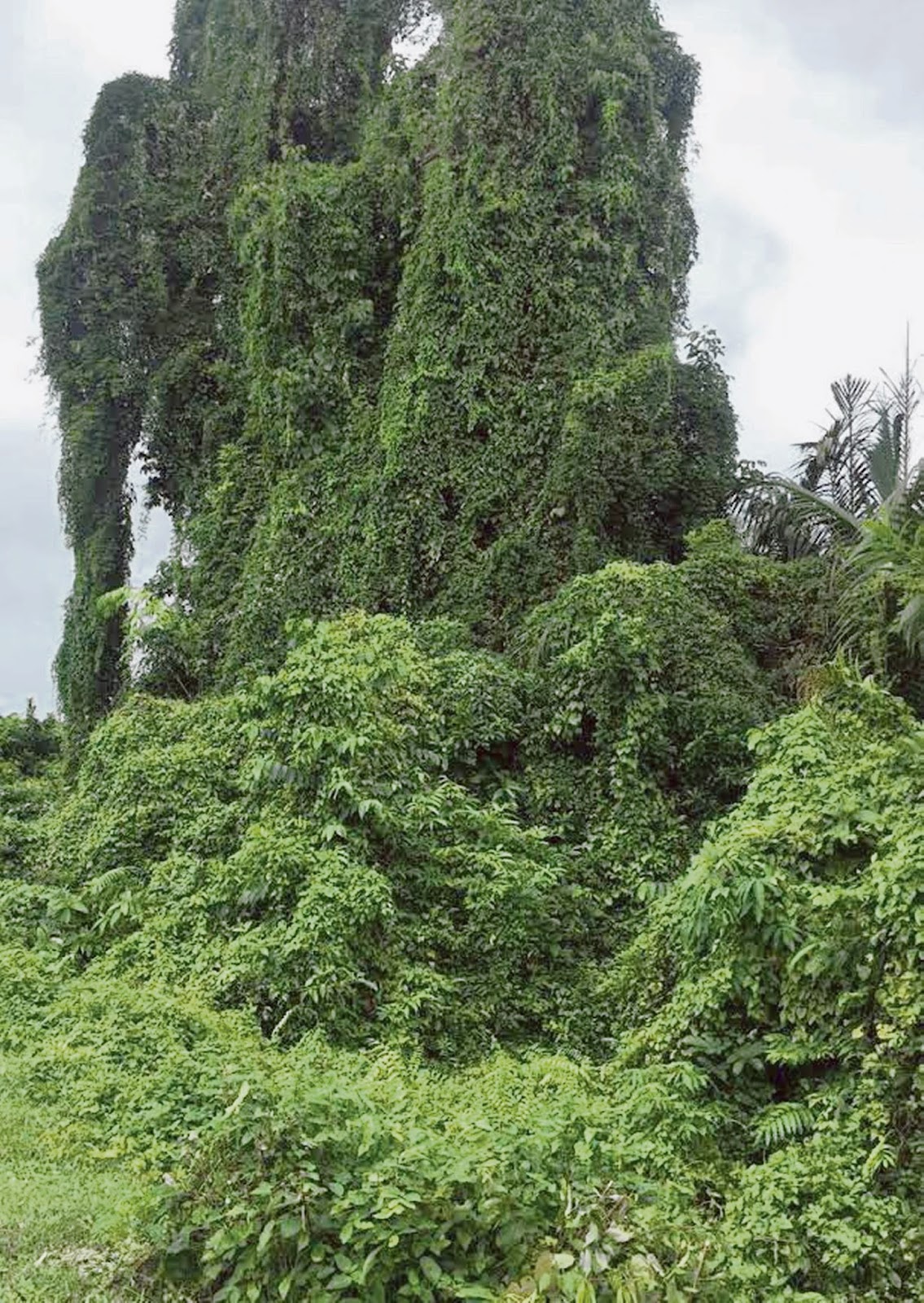 Pabila Penaku Menari: Pemuda disorok bawah pokok