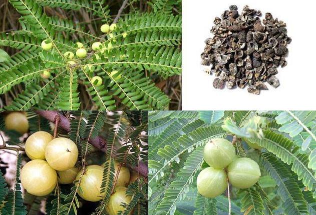 All about Ayurveda and Herbs: AMLA (Phyllanthus Amblica) आँवला