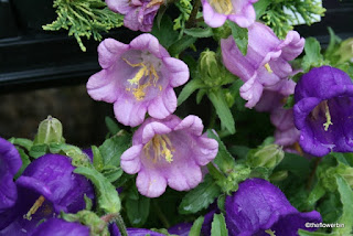 The Flower Bin: Bellflowers bring color to your summer garden