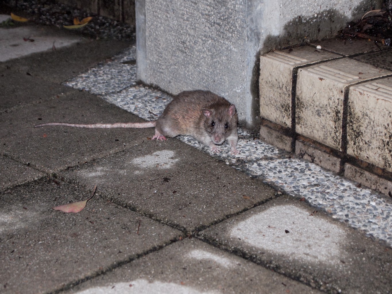 Chang Family Pictures: Taiwan, Hong Kong