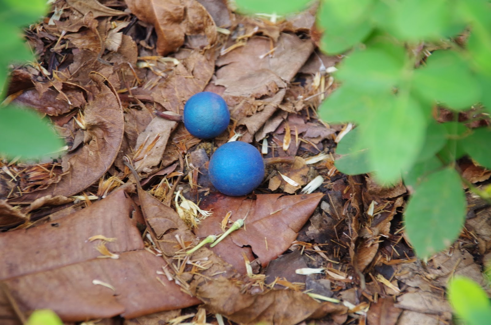 Trees and Plants: Blue Marble Tree (Elaeocarpus Angustifolius)