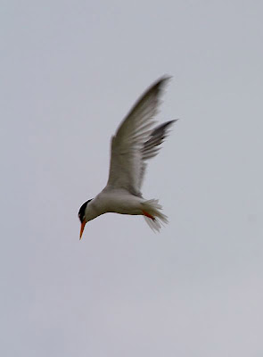 El Herrerillo: Tipos de patas de las aves