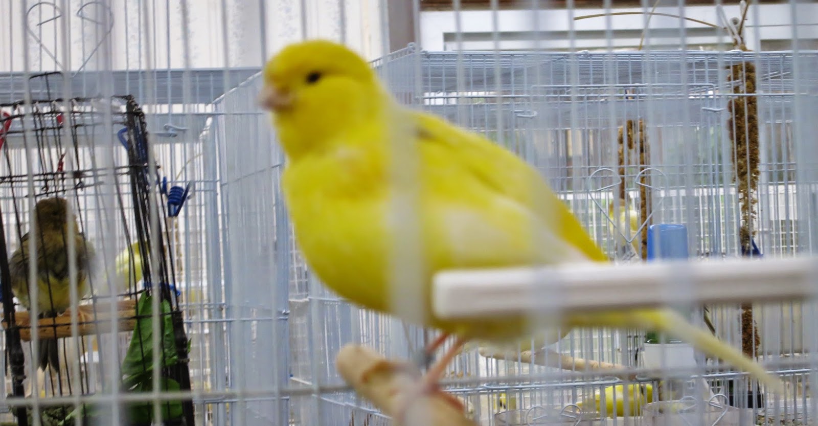 Canary Tales: Bird Alert: Watch Out For Wide Tails