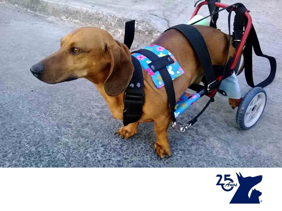 TIPS PARA MASCOTAS: Prótesis y carritos para perros. CLÍNICA ...