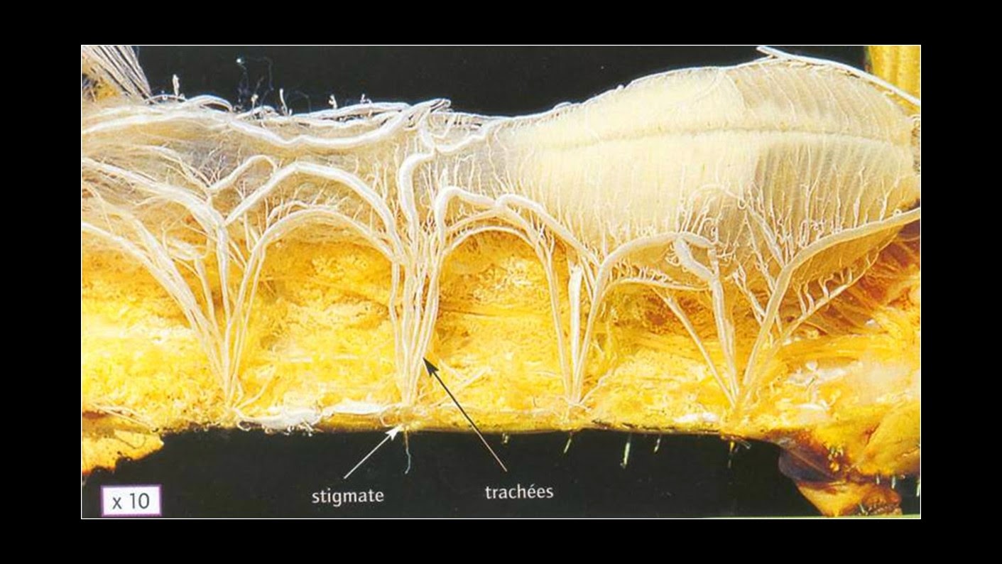 Le labo d'Anissa - SVT: Chapitre 2 : La respiration dans différents ...