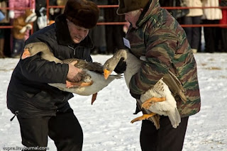 Breed Savers: Steinbacher Geese