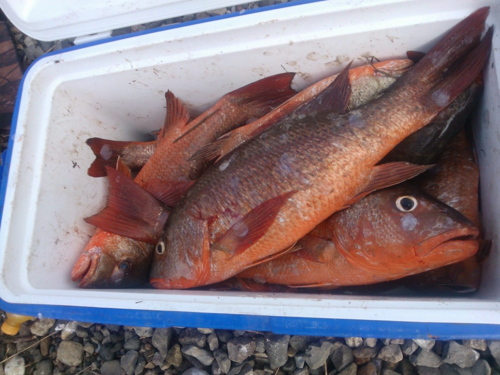 Surfishing en Manzanillo: PARGOS, PARGOS Y MAS PARGOS