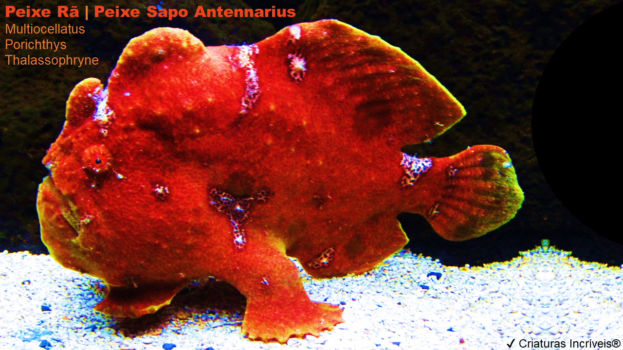 Criaturas Incríveis®: Peixe Rã ou Peixe Sapo