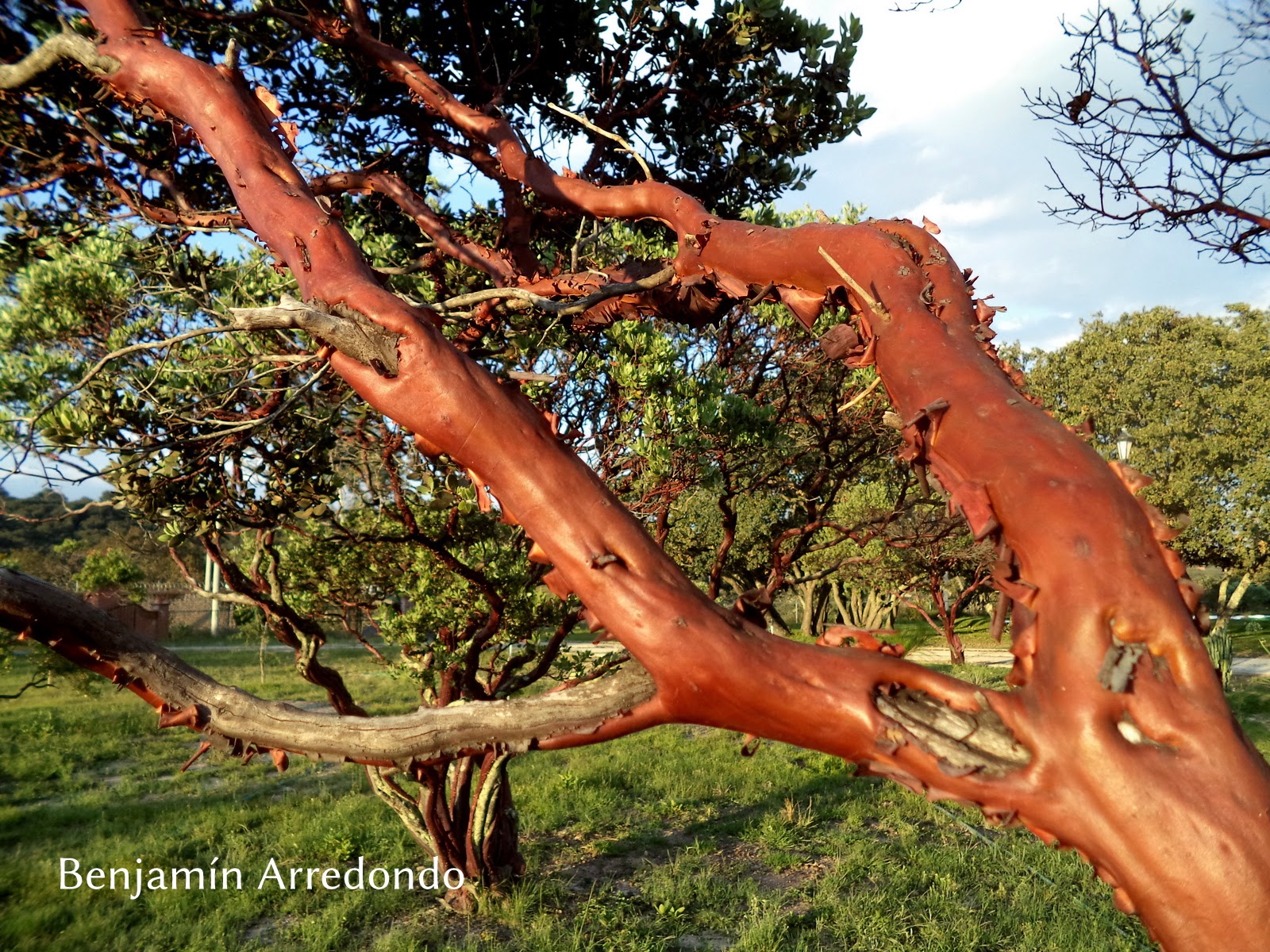 El Bable: La Pingüica, el hermoso arbusto que la produce, en la sierra ...