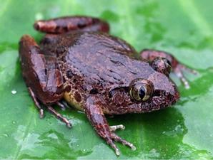 Cikgu Aja: Haiwan Amfibia