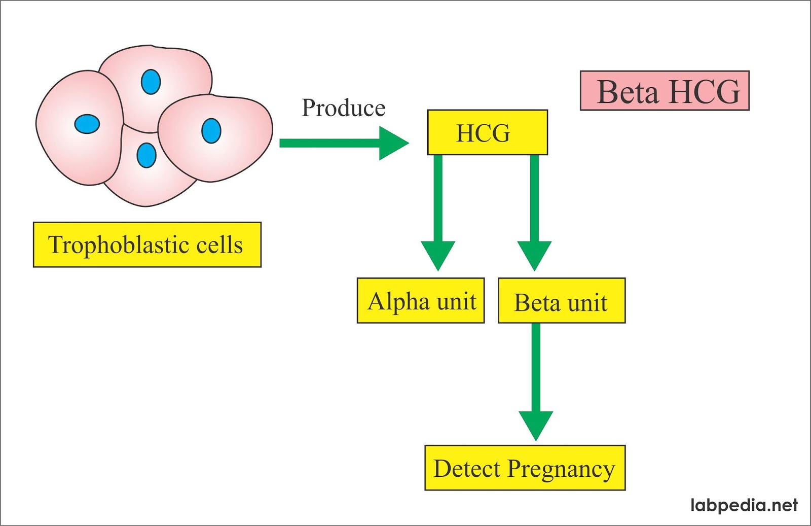 Beta hCG Testi (Gebelik Testi) - Microbiology Laboratory Turkey