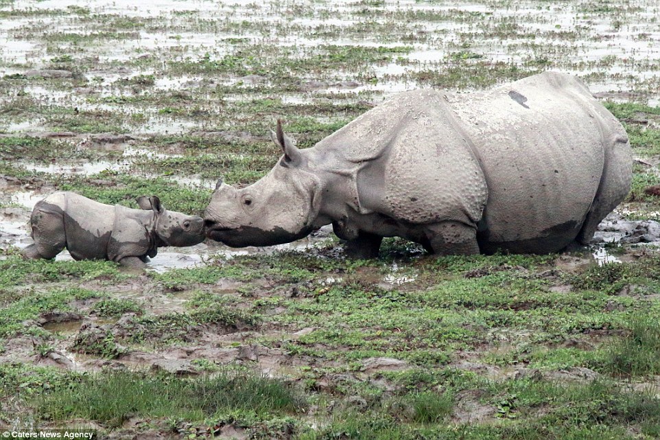 White Wolf : Stuck in the mud! Rhino rescues baby from bog in ultimate ...