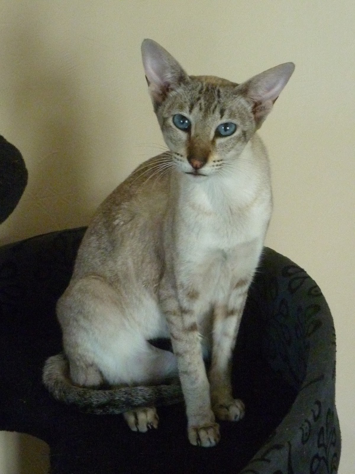 cattery siame's: Siamees en Oosters korthaar Poezen