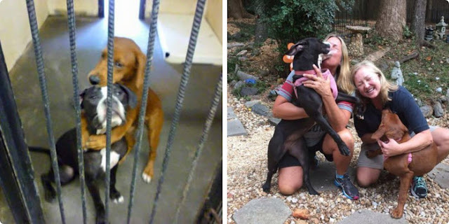 Las "dos perritas abrazadas" de miedo esperando la muerte en una ...