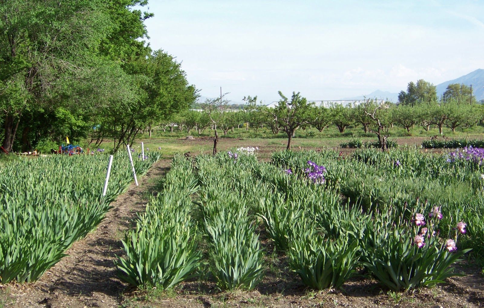 World of Irises: TALL BEARDED IRIS SUPER ACHIEVER AWARD, PART ONE