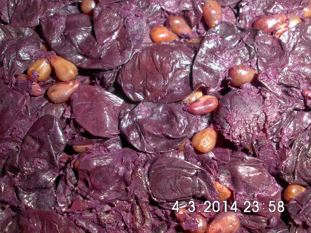 Adventures on Home Hill Farm: Uses for Grape Marc