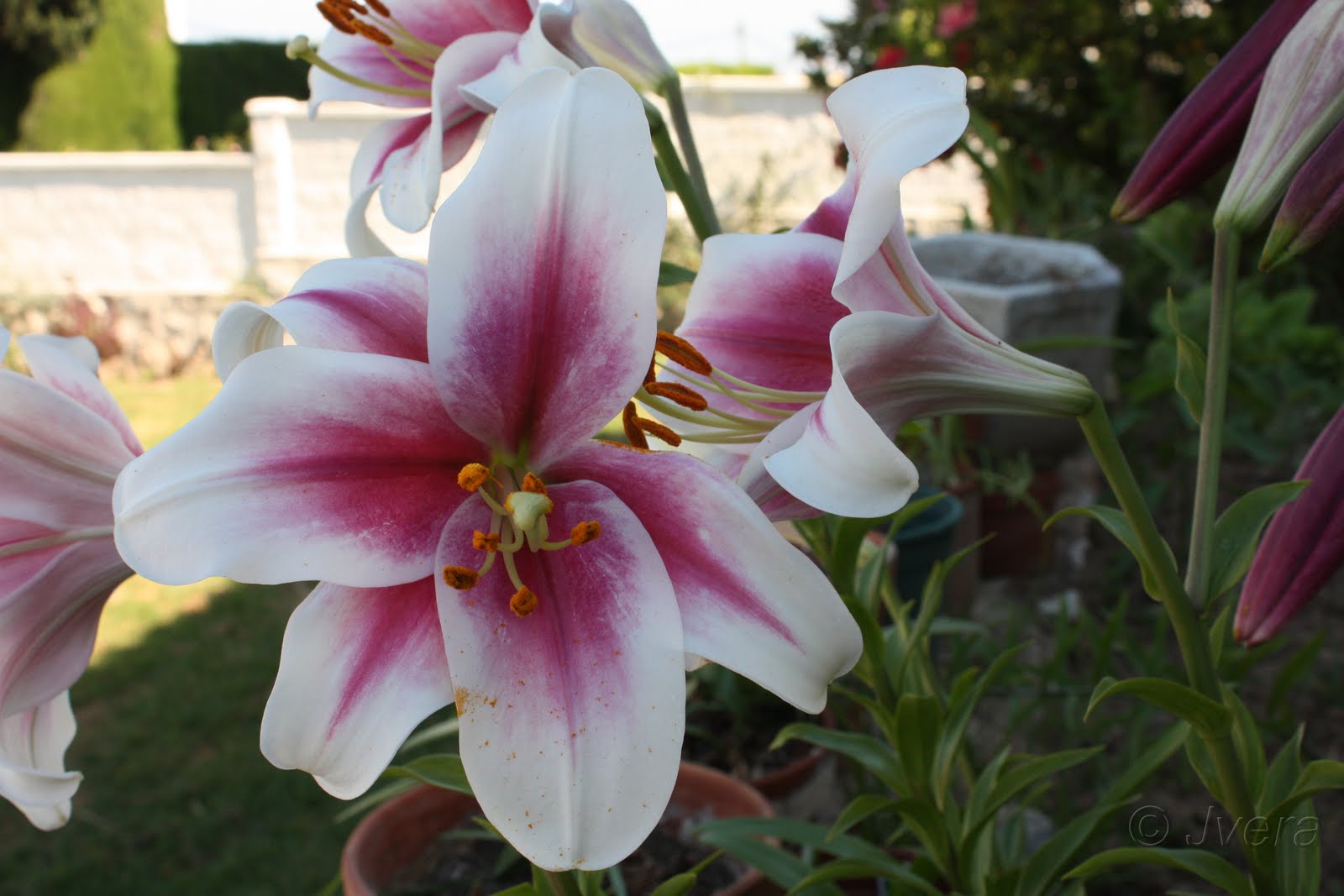 Un jardín en Málaga: lilium Casa Rosa