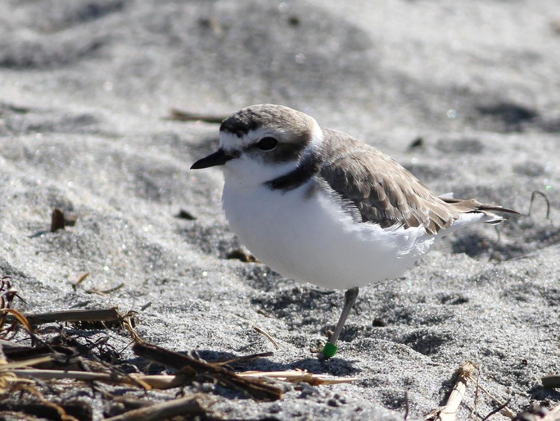 Jo's Morning Walk: Snowy Plovers at Seaside Beach