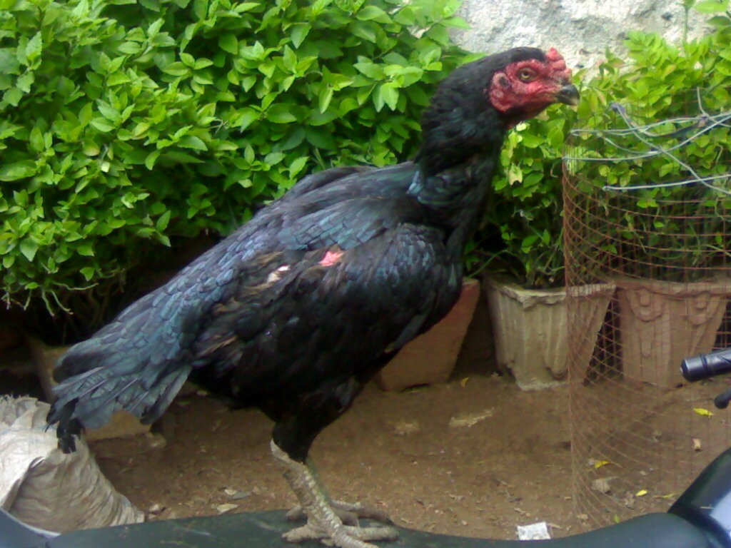 KING GHAZI: Indian Asil