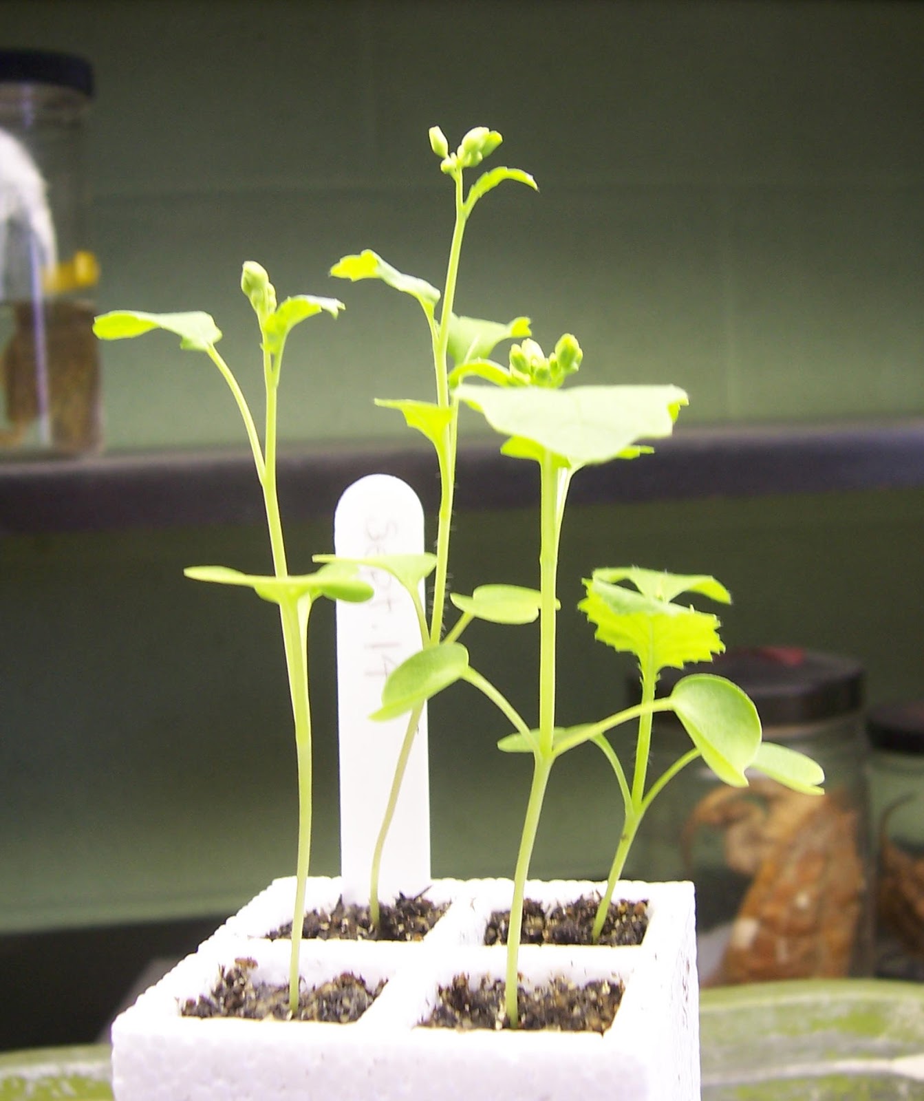 Wisconsin Fast Plants Experiment: Guidlines for your Experiment