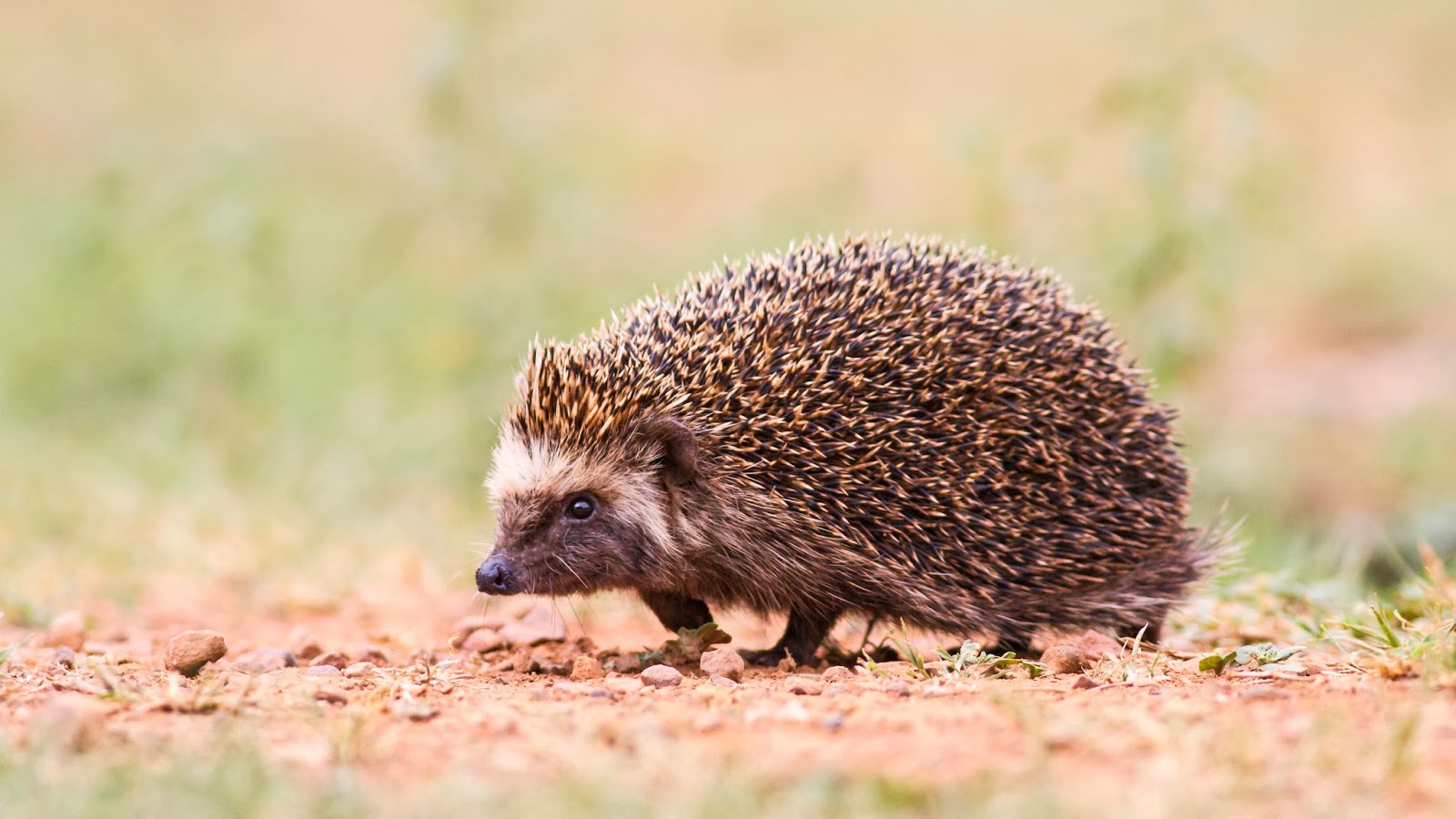Pale Apricot Snowflake VS Albino | Hedgehog Central