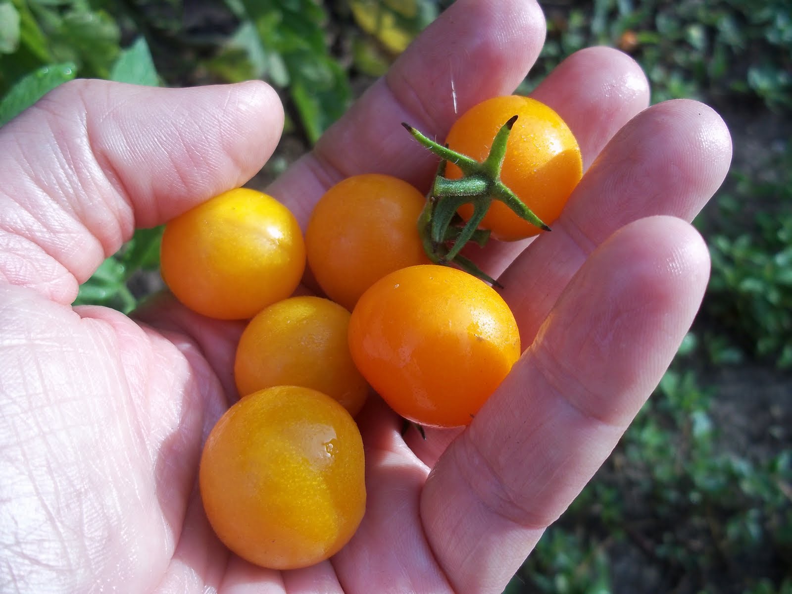 Culinary Types: Here Comes the Sun Gold and an Heirloom Tomato Pie