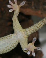 Tokay gecko Or Tuko