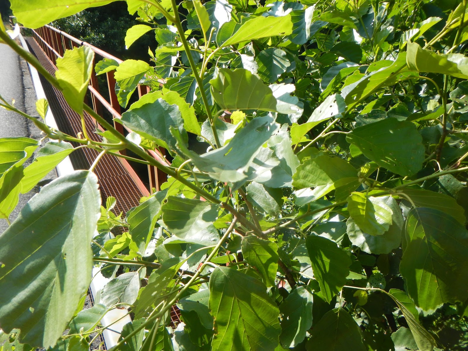 TINEO EN VERDE: ARBOLES DE NUESTROS BOSQUES: EL ALISO