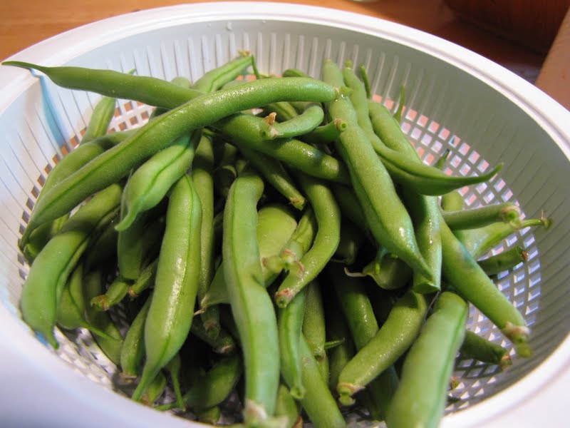 Purposeful Homemaking: Preserving the Season's Bounty: Green Beans