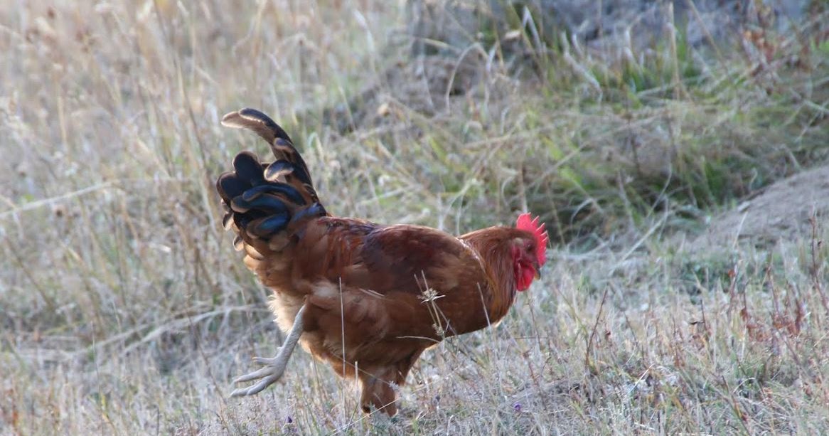 Les dernières infos de Haute Tarentaise par Pierre VILLENEUVE: LE COQ ...