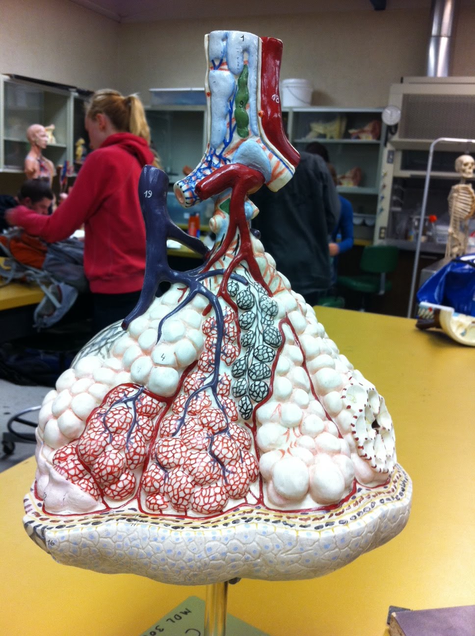 Anatomy120: models: Respiratory System