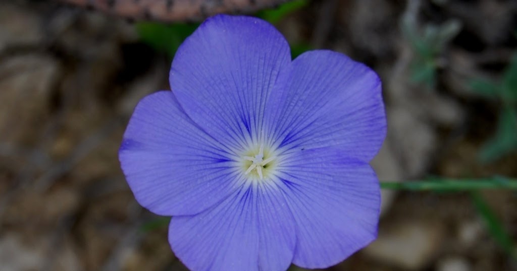 Flora de la Península Ibérica: Linum usitatissimum, (Fam. Linaceae ...