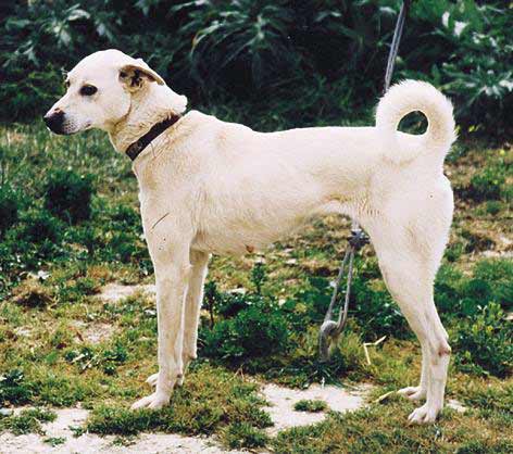 Dogs Info: Alaunt