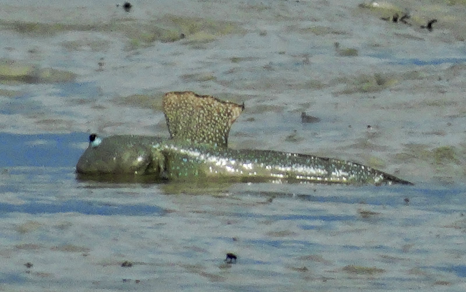 sunshinecoastbirds: Around Oz Part 19: Broome - Mud Skippers and Sea ...