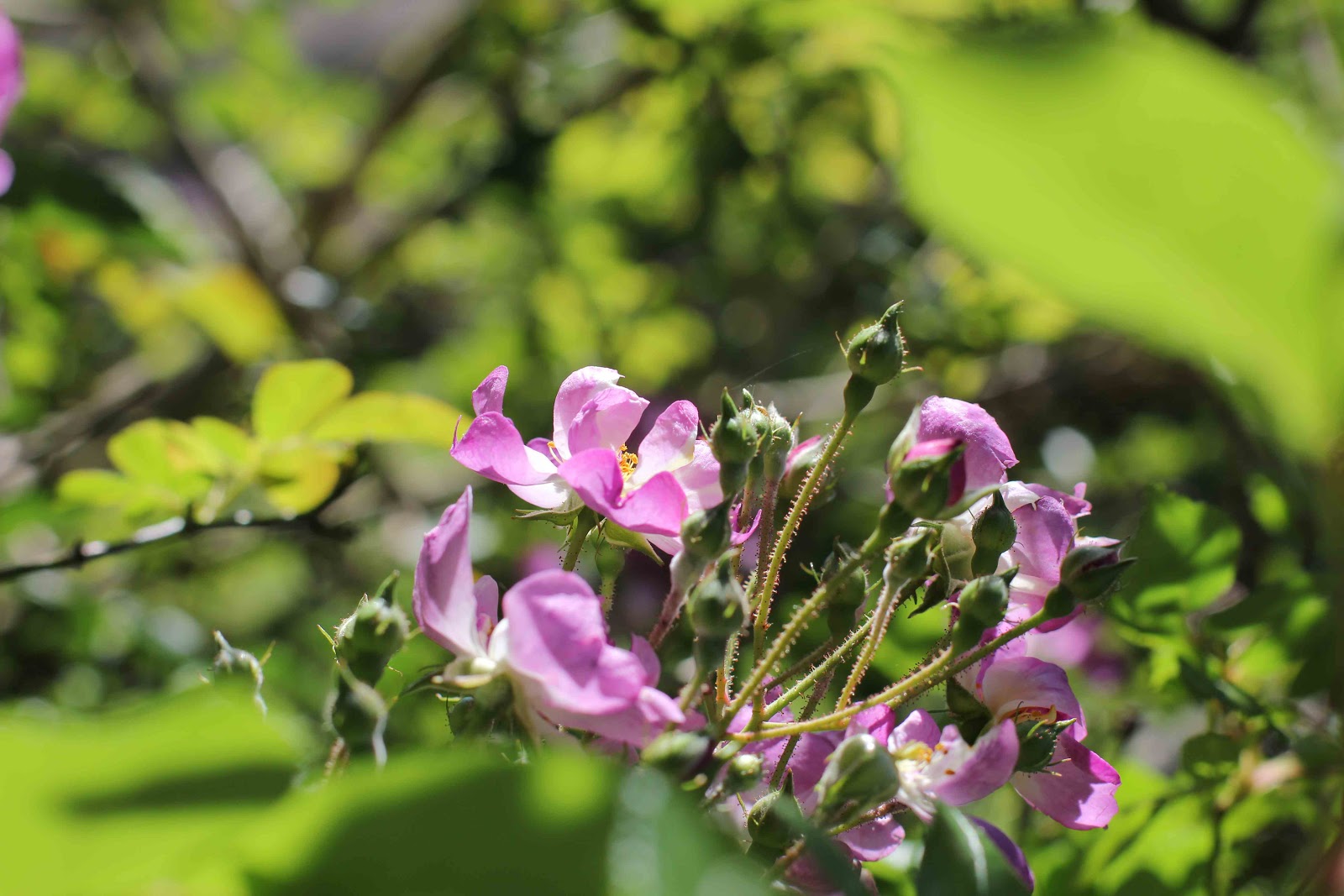 Wilder: Beautiful Blowsy Blooms
