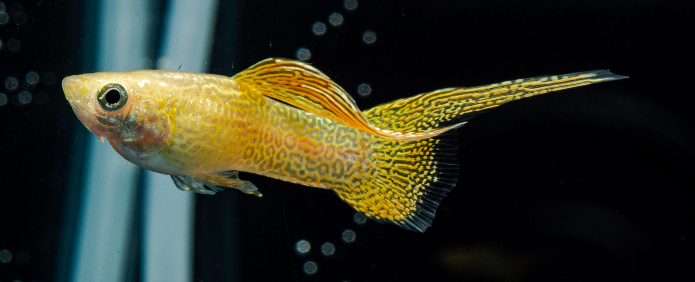 Guppy Show in Vienna Trios and Pairs 2019 - Ralfs-Guppy-Blog